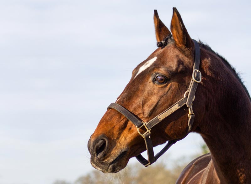 Equine Services - West Kington Stud